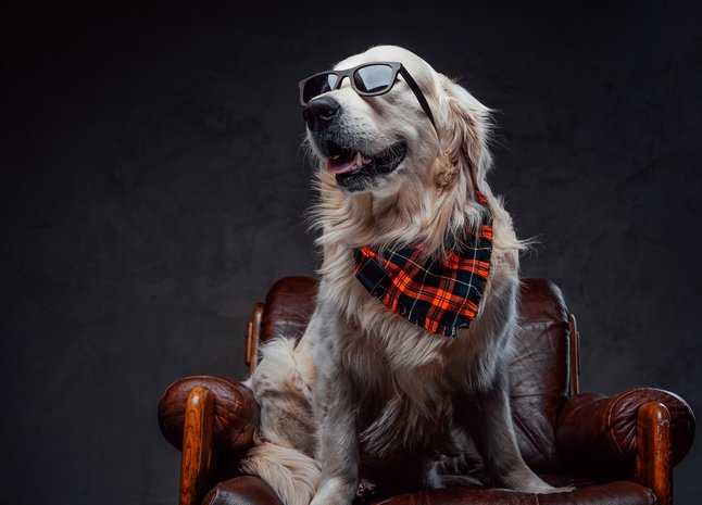 Rehome Meaning for a dog | Best thing to do for | Ruff-Ruff